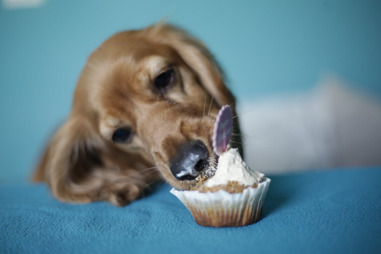 Gallery – Pupcake